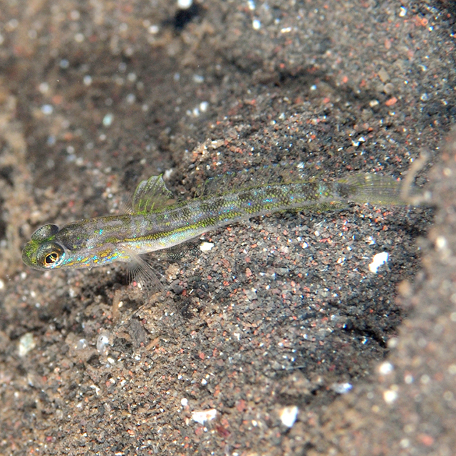 画像表示 | 収蔵資料公開システム